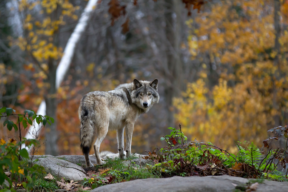 Wolfenoot: A Holiday for Modern Times? - ULC Blog - Universal Life Church