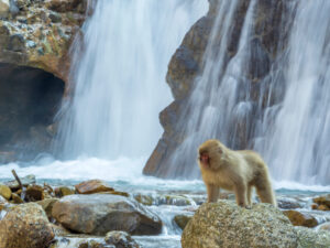 Do Animals Have Religion? - ULC Blog - Universal Life Church